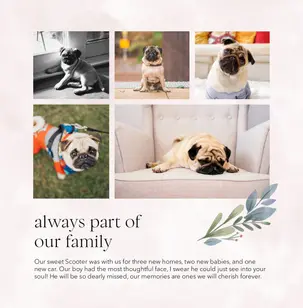 The Best Pet Photo Album - Dog Photo Album